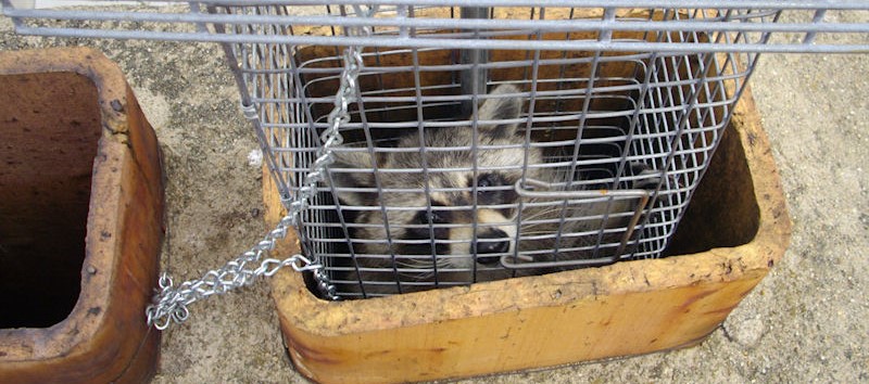 raccoon trapping | Adcock's Trapping Service